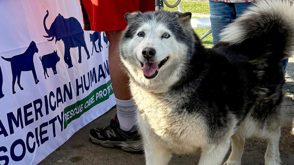 Our Mission - American Humane
